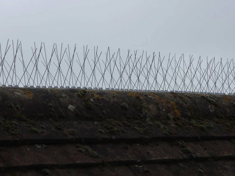 Seagull Spikes Stainless Steel By Bird-X - EnviroGuard