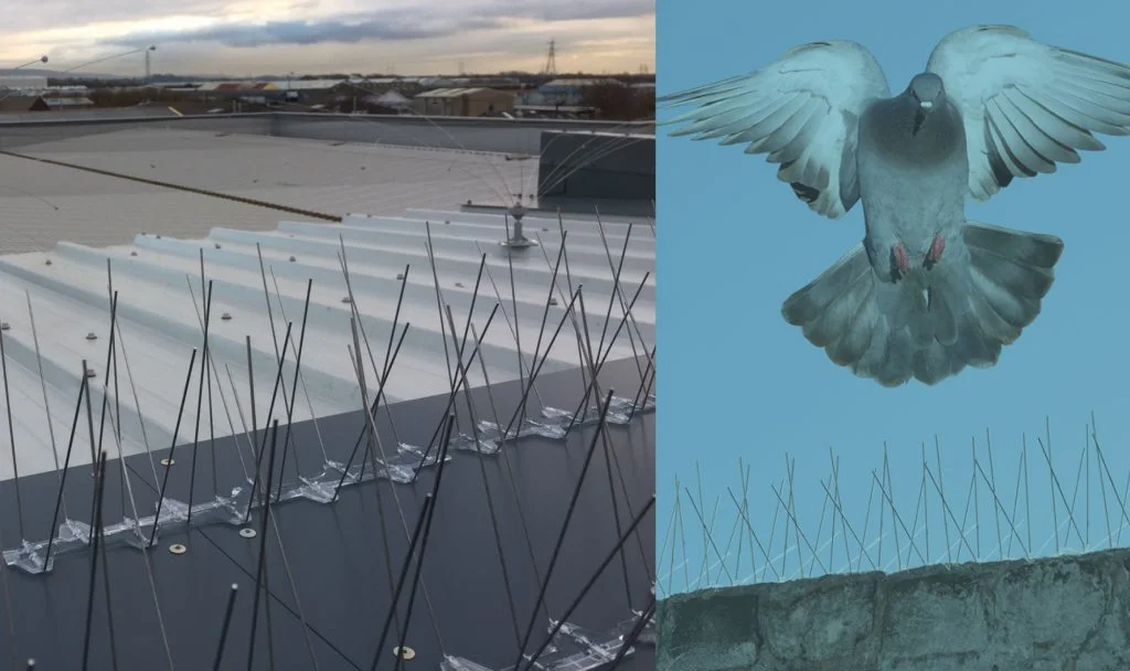 Anti Bird Spikes | Effective Solutions With EnviroGuard