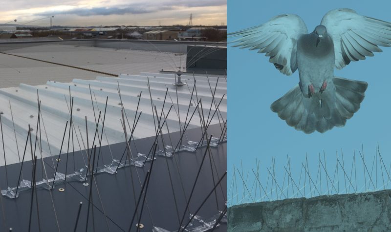 Anti Bird Spikes | Effective Solutions With EnviroGuard