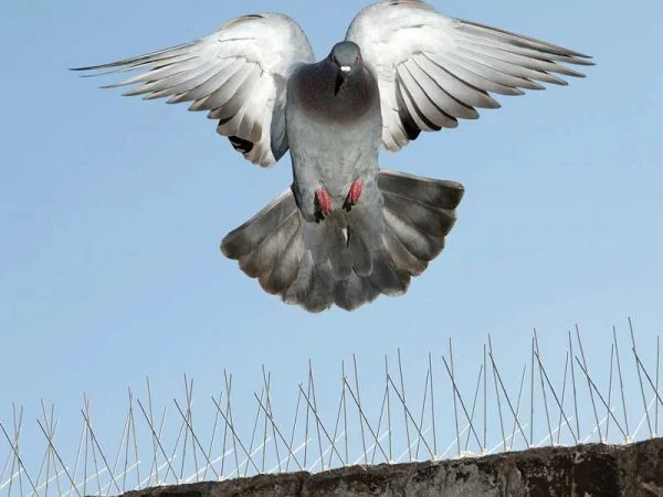 Anti-Bird Posts & Wires | Discreet Preventative Solutions