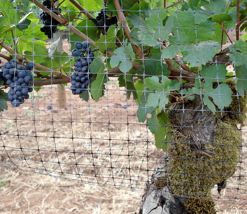 Garden Fruit Netting | Fasci Garden